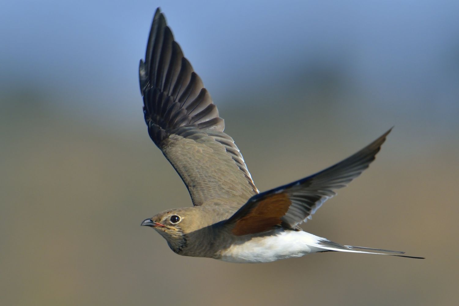 Chim biết bay như thế nào? | DTP STEAM Education - Giải pháp Giáo Dục ...